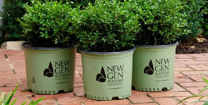 NewGen™ Boxwood (Saunders Genetics)
